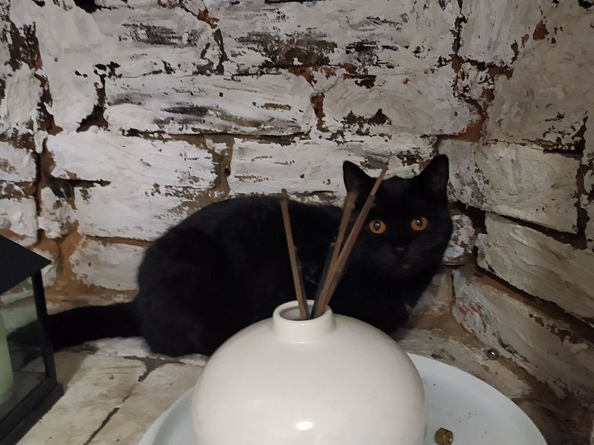 Котёнок девочка отдаю