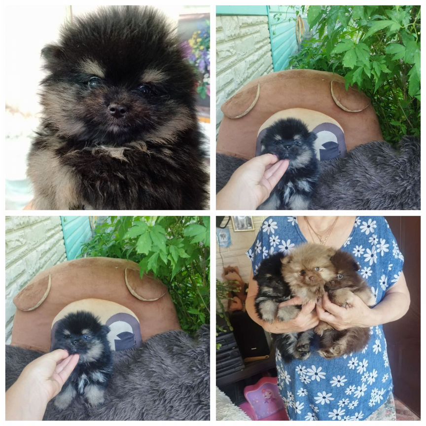 Шпицы мальчики и девочки. Доставка из Челябинска