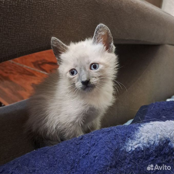 Тайские котята полтора месяца