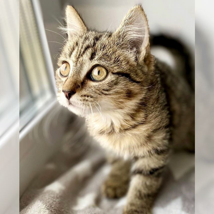 Котёнок в добрые руки