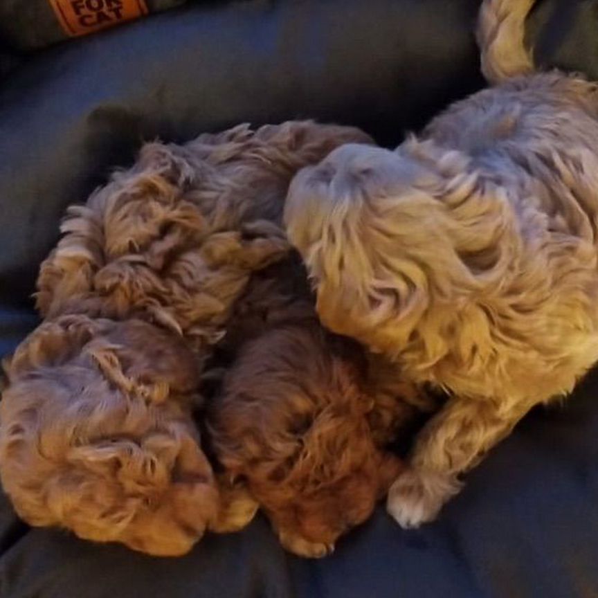 Мальтипу, щенок