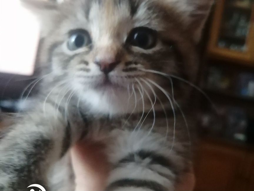 Кошки