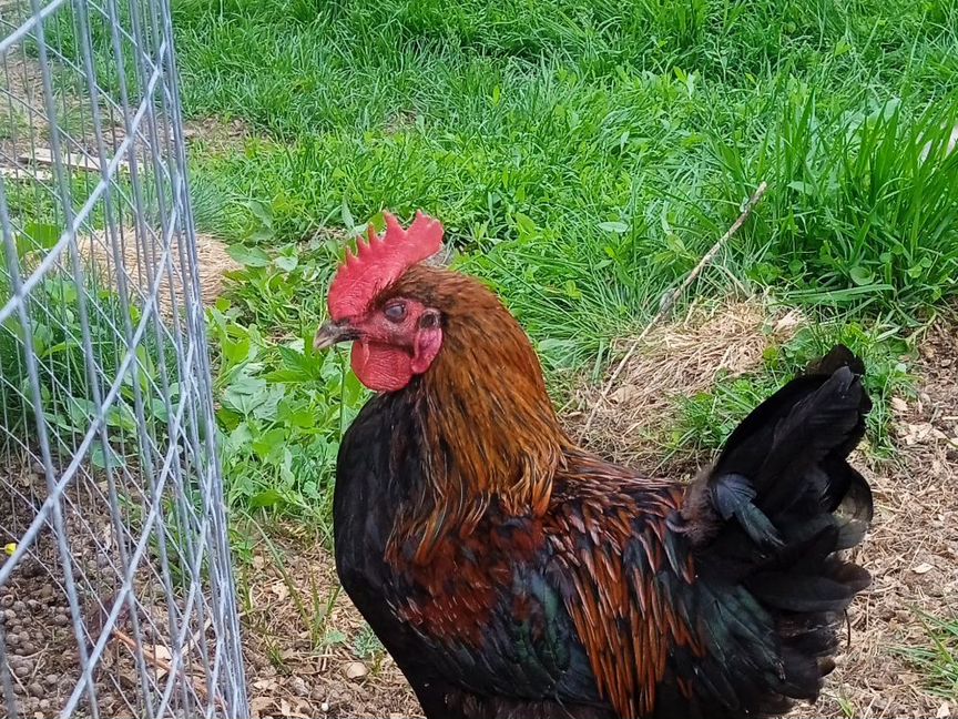 Петух Маран черно-медный