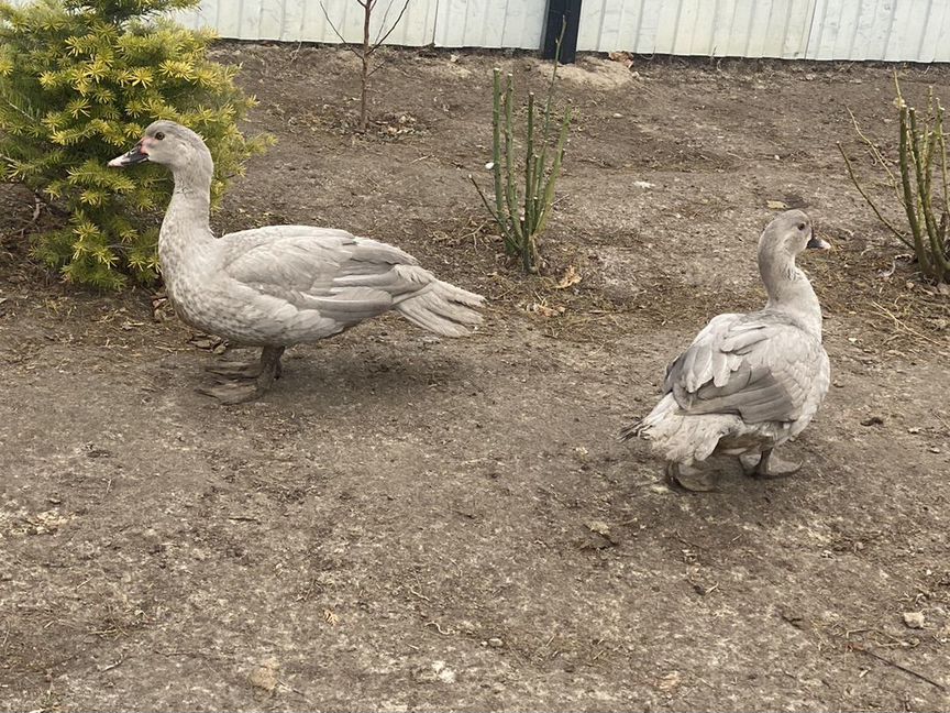 Лавандовые индоутки