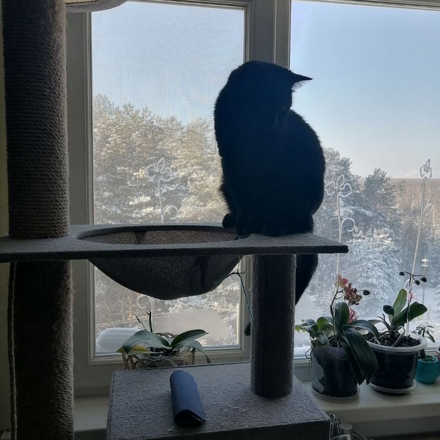 Взрослый кот в добрые руки