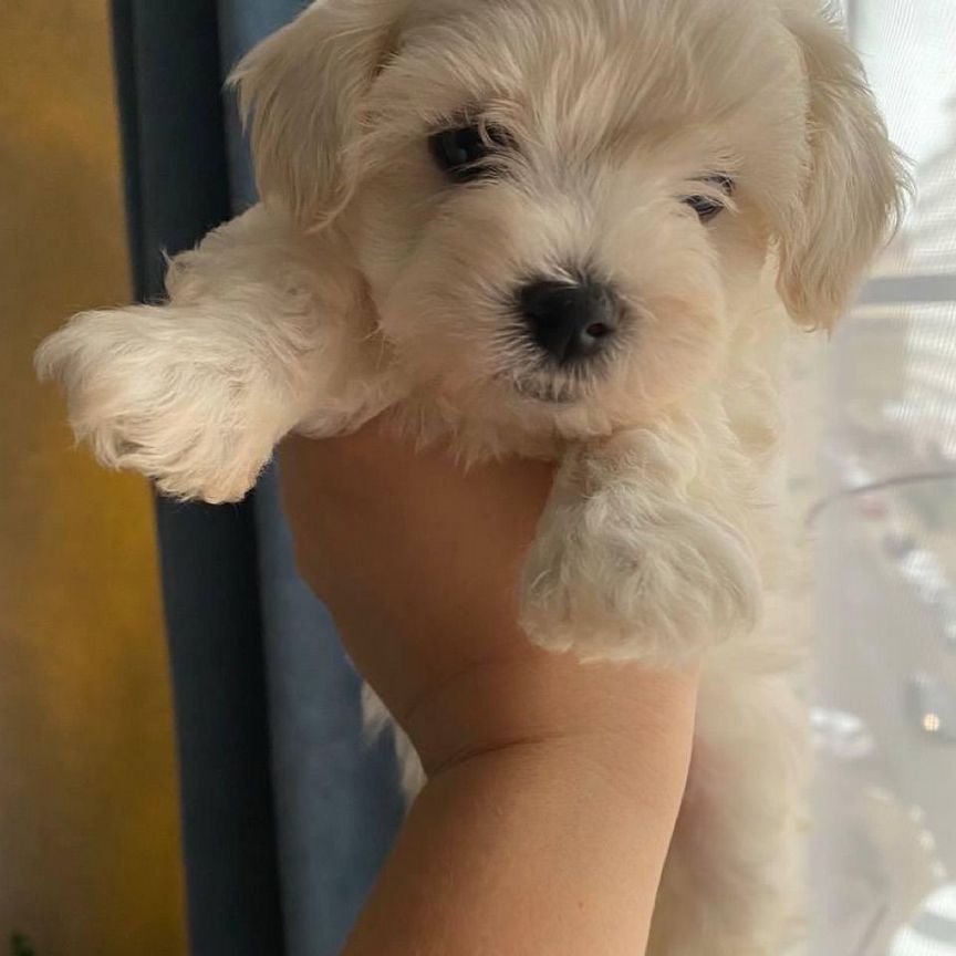 Прекрасные щеночки мальтипу