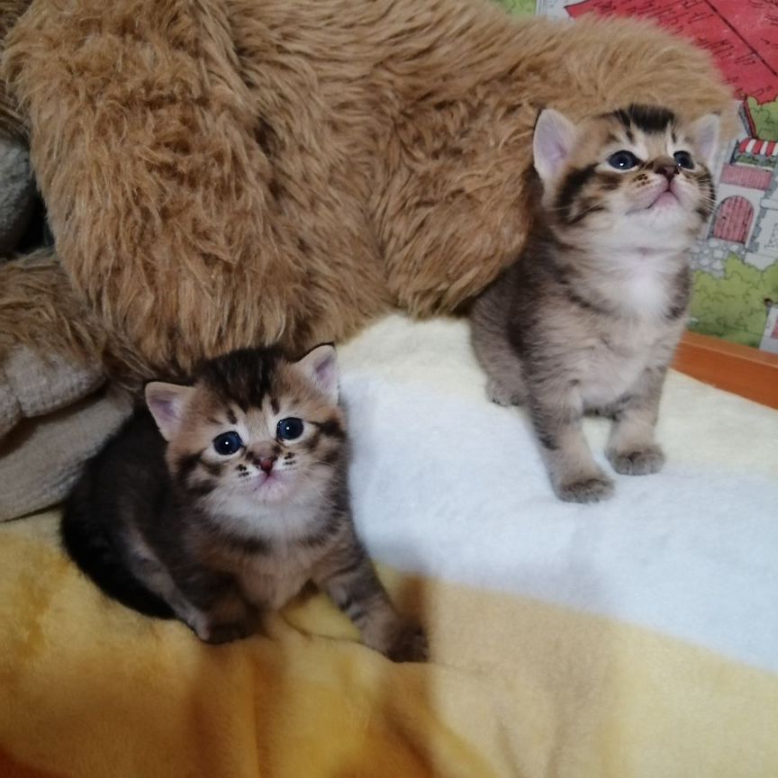 Шотландские прямоухие котята