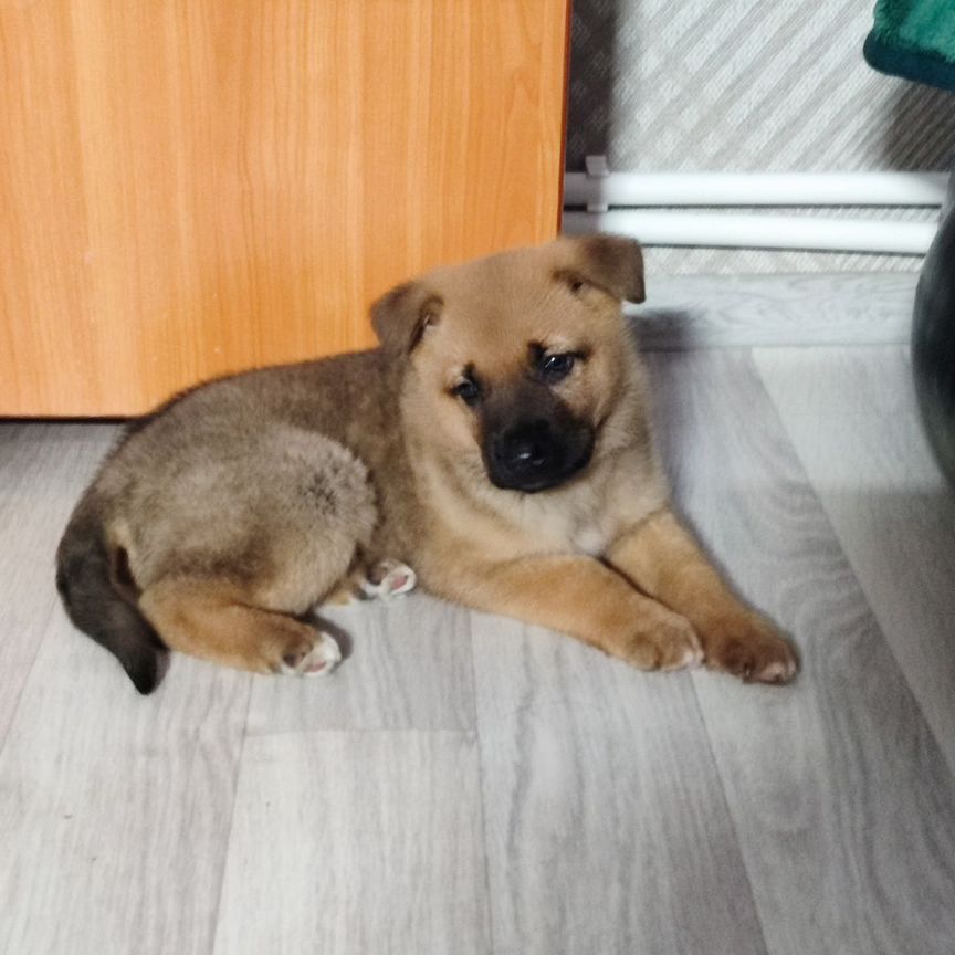 Немецкая овчарка, щенок