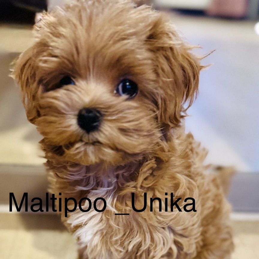 Мальтипу, щенок