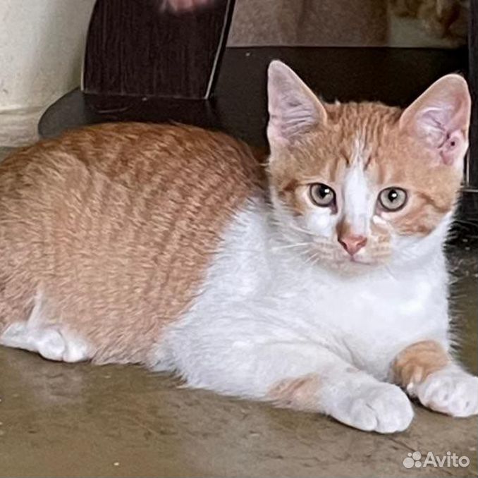 Рыжий котенок Масик