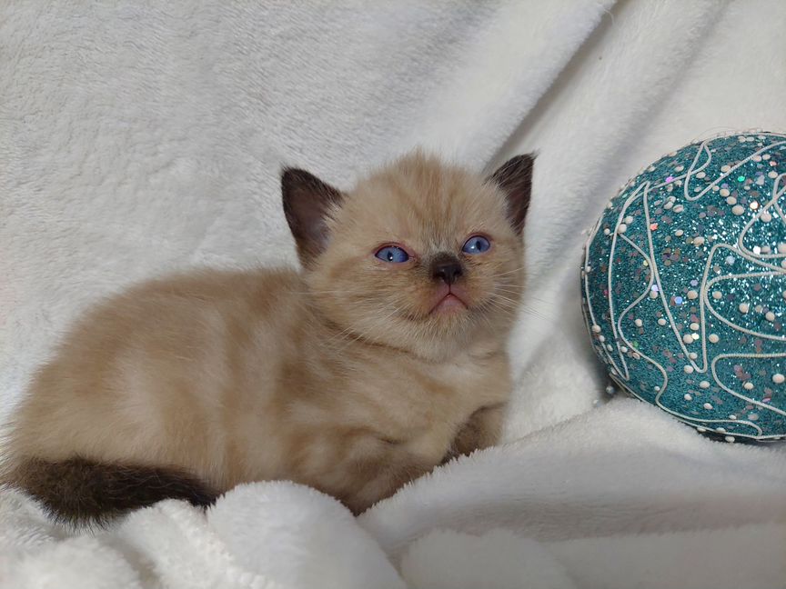 Шотландские котята