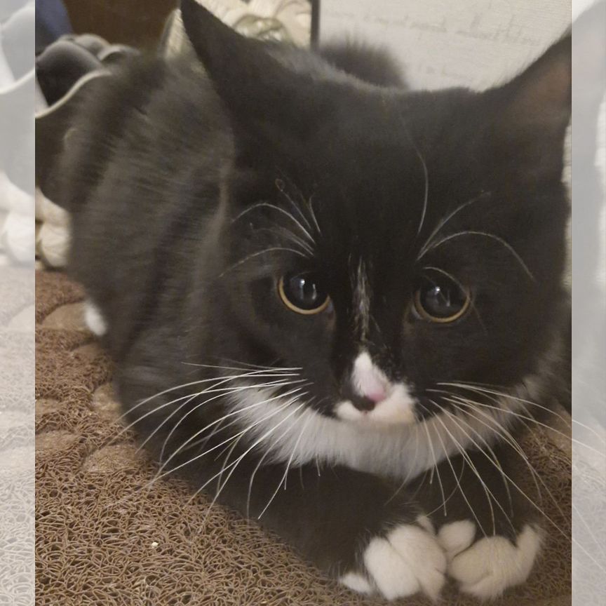 Сибирский котёнок