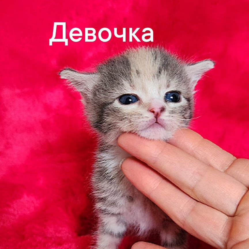 Котенок девочка