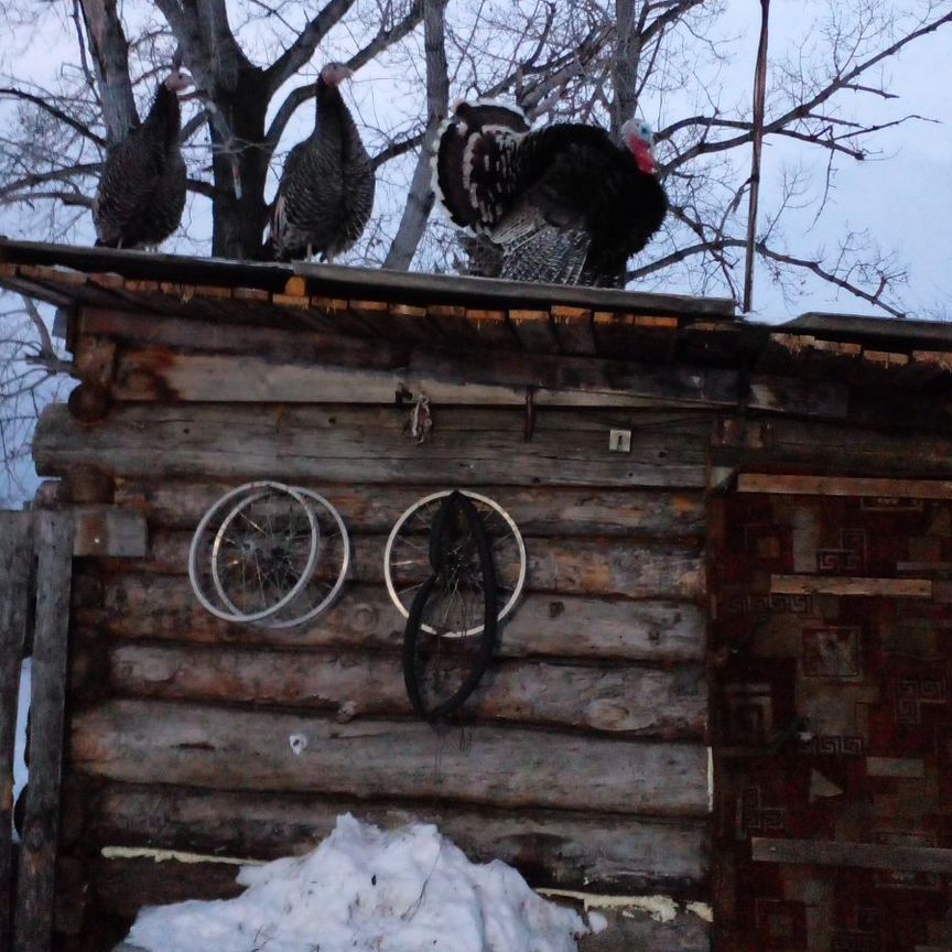 Индюки семья