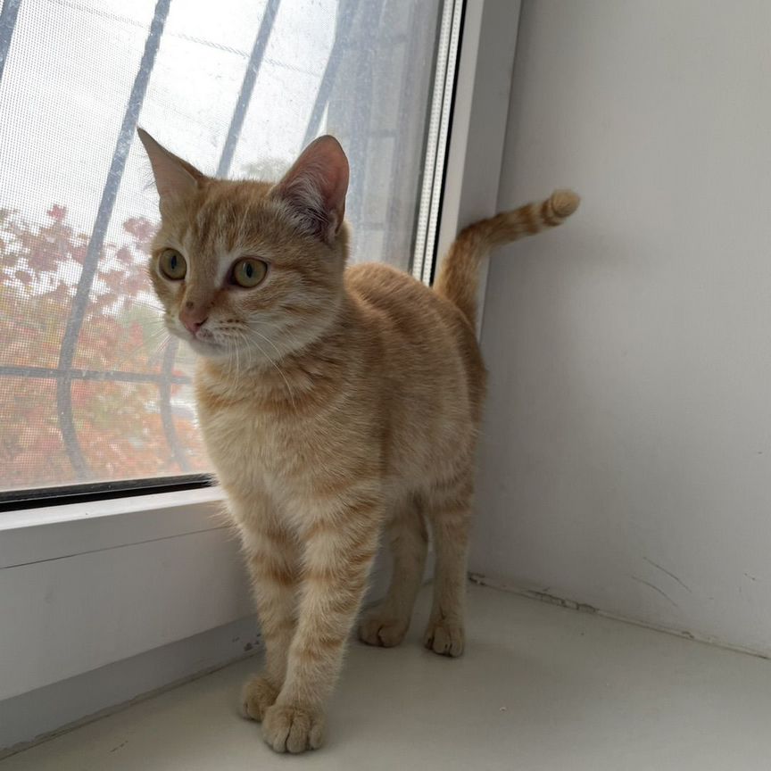 Котенок в добрые руки