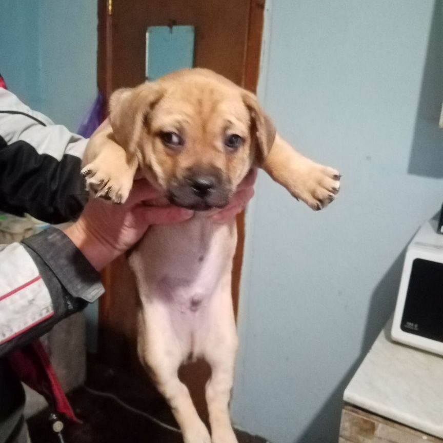 В добре руки Двух Щенят 2 Мальчика