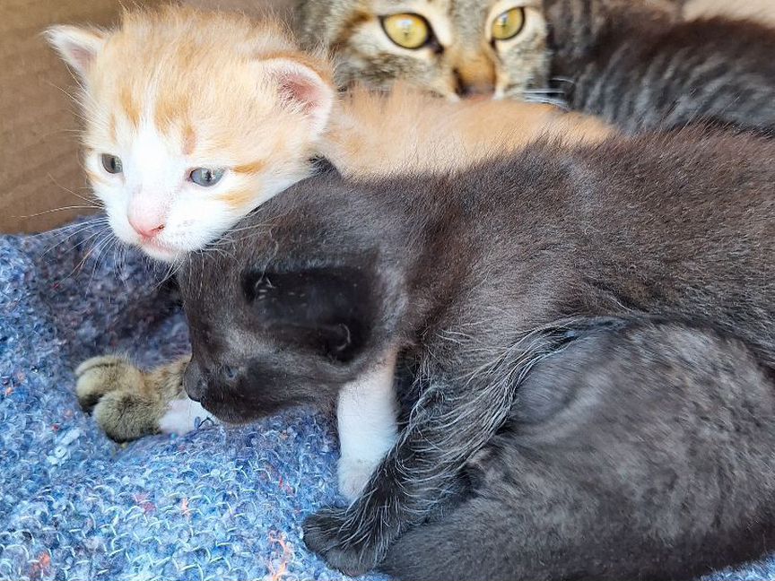 Котята в добрые руки 1 месяц