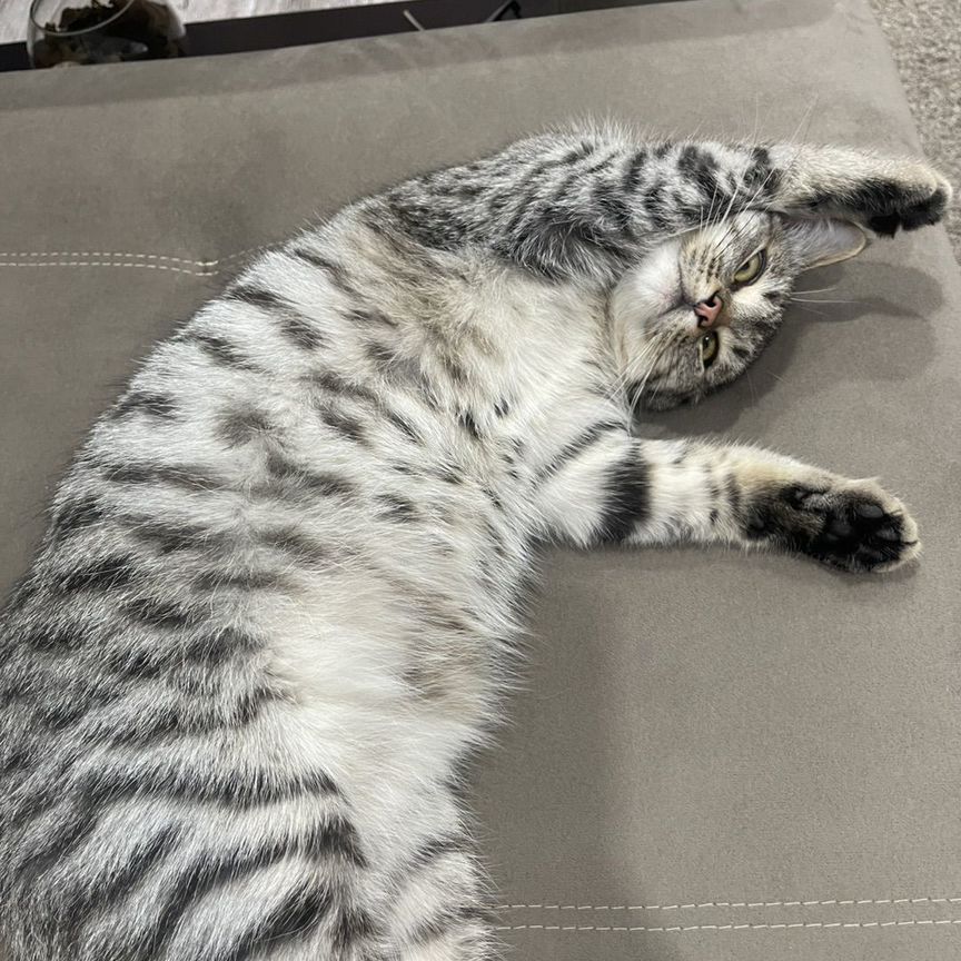 Котик