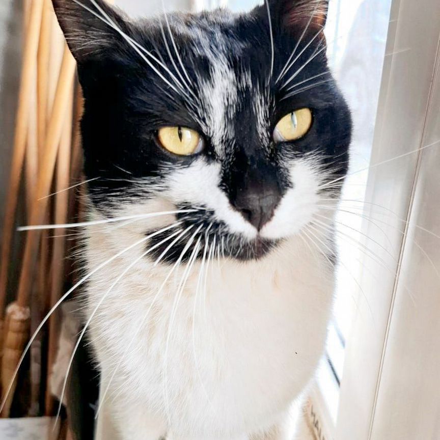 Котик ищет дом