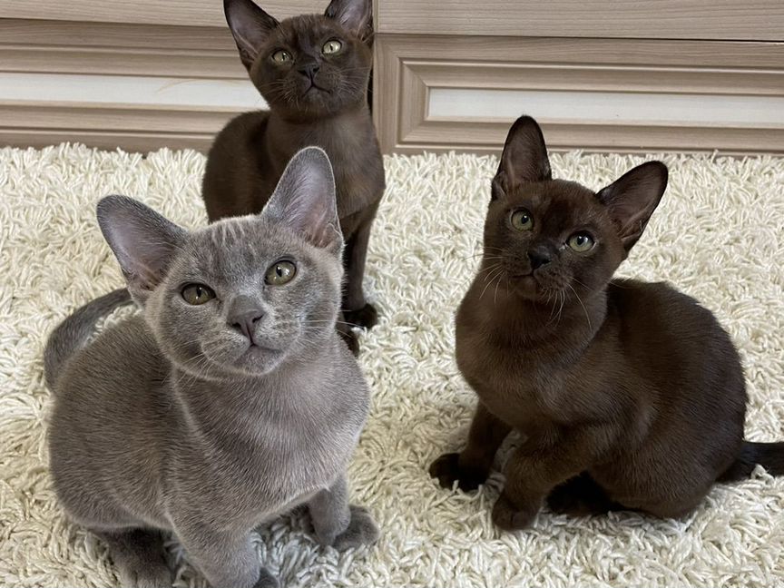 Бурманские котята