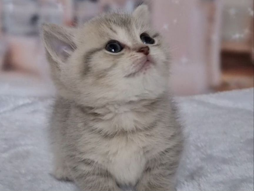 Голубое пушистые облачко