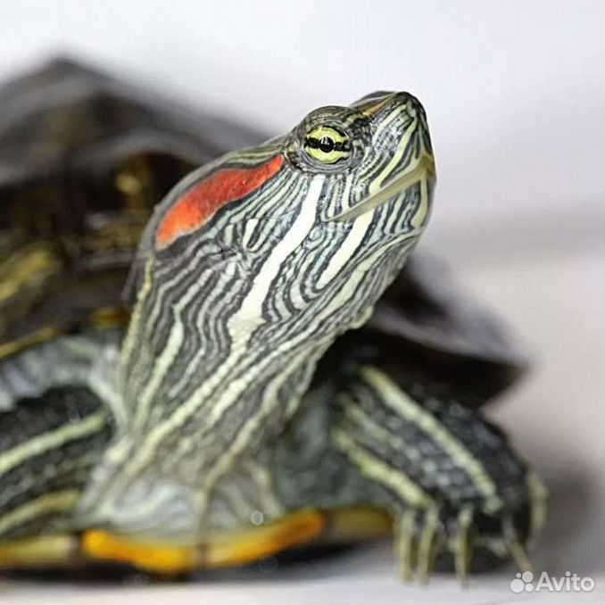 Черепаха красноухая 5 см