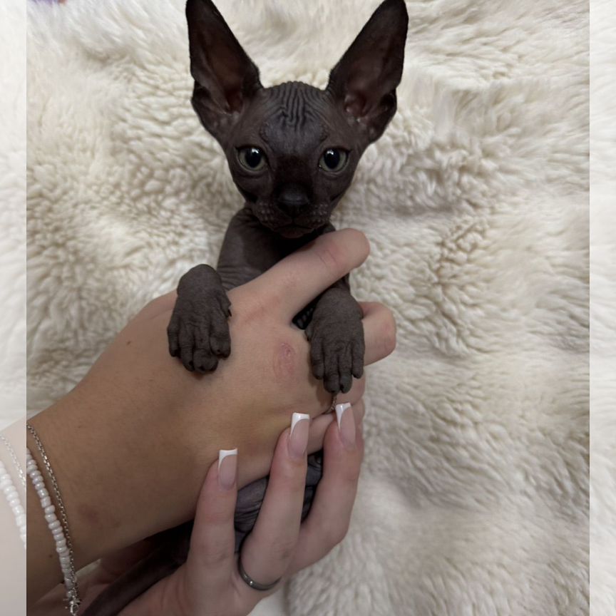 Котята сфинкс