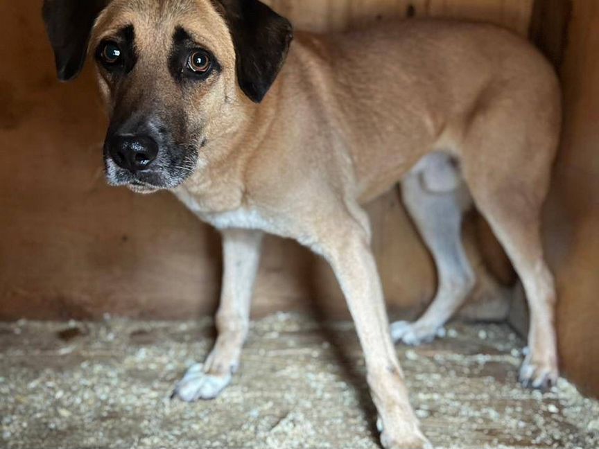 Рембо-непримечательной внешности