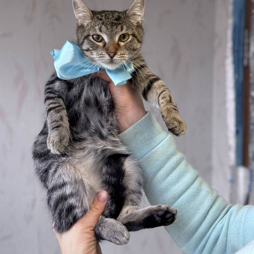 Серенький котенок ищет дом