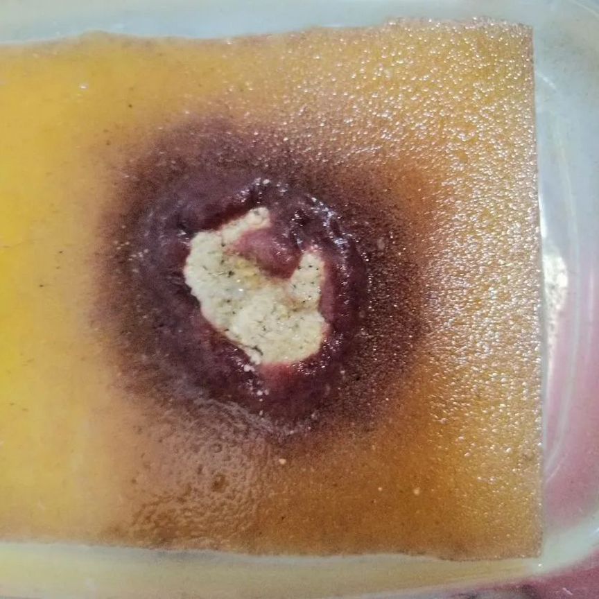 Трубочник изя, аулофорус