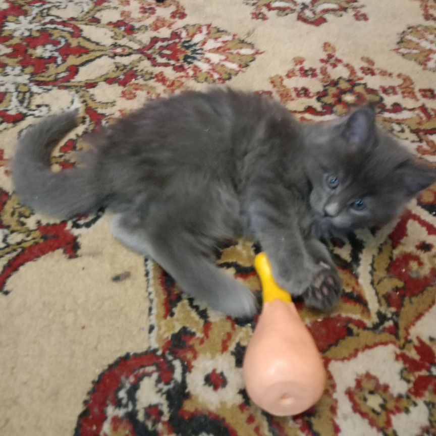 Мейн-кун котёнок