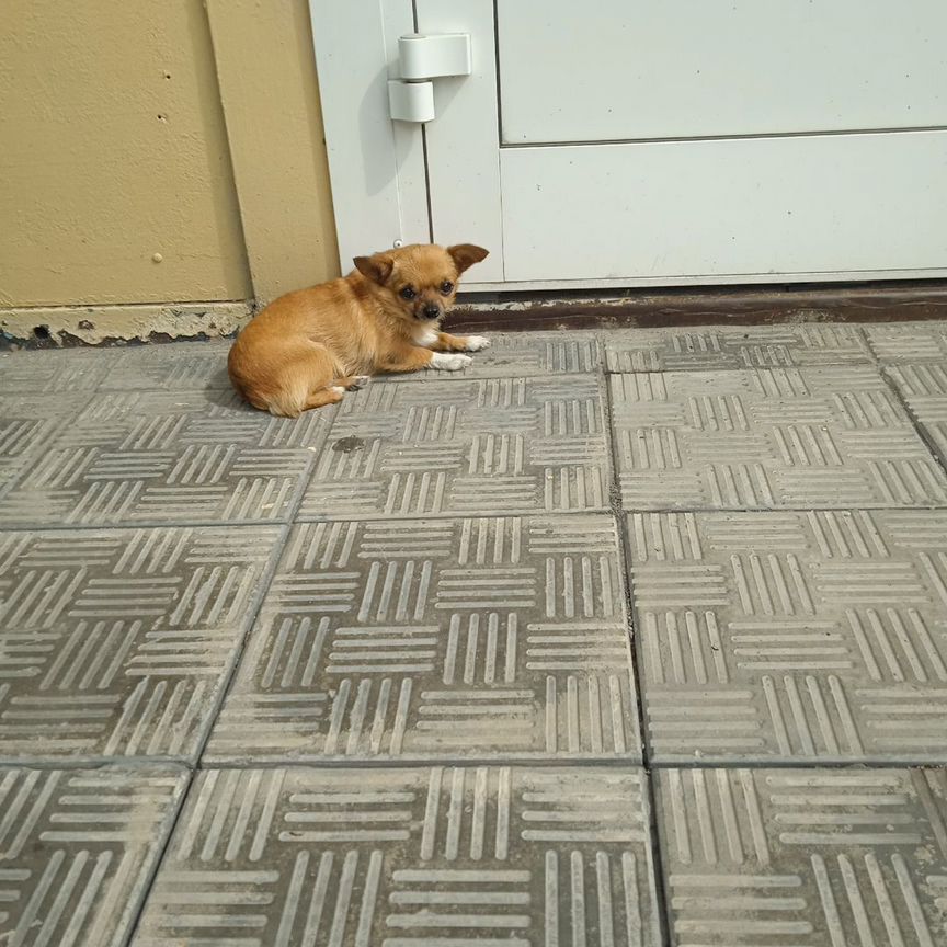 Потерялась собака чихуахуа