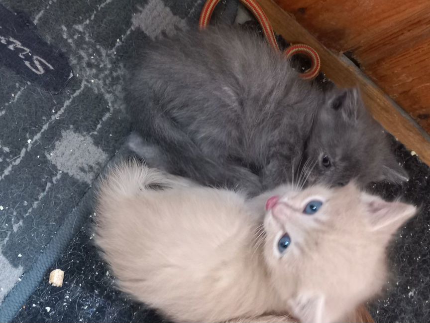 Отдам котят в добрые руки