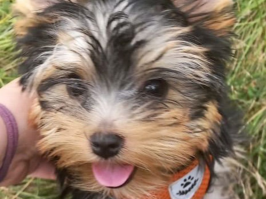 Йоркширский терьер