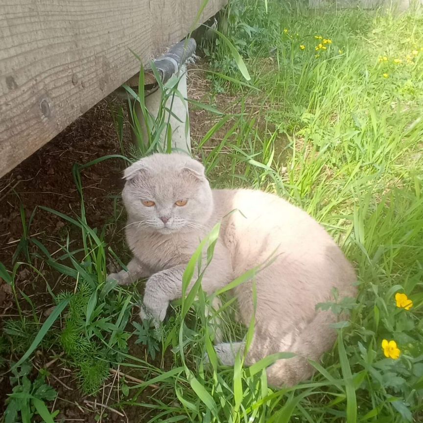 Шотландский вислоухий короткошёрстный, взрослый кот