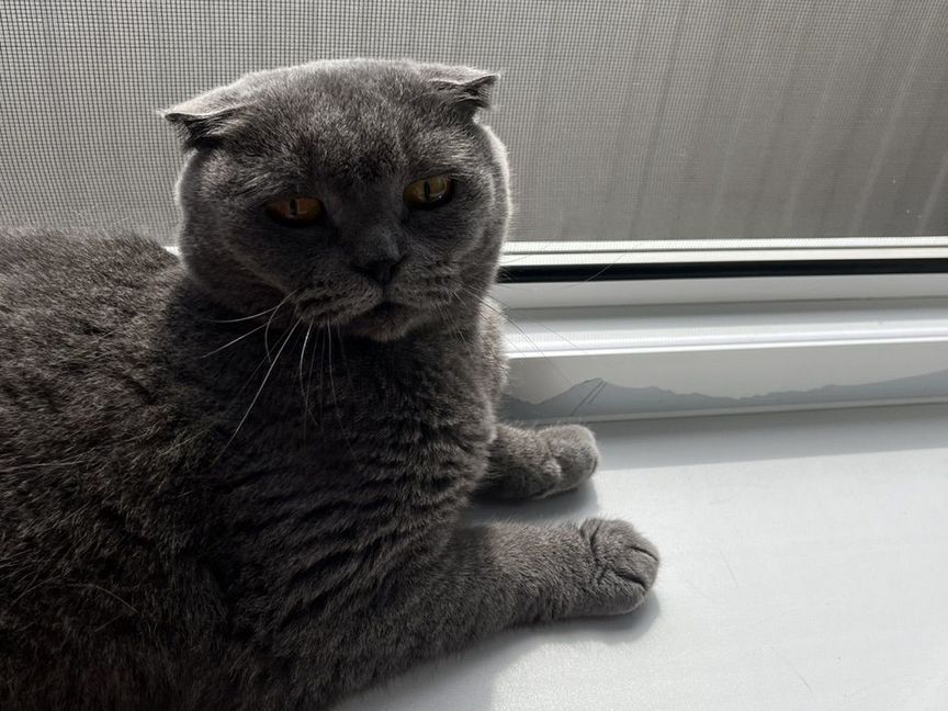 Шотландская вислоухая кошка бесплатно