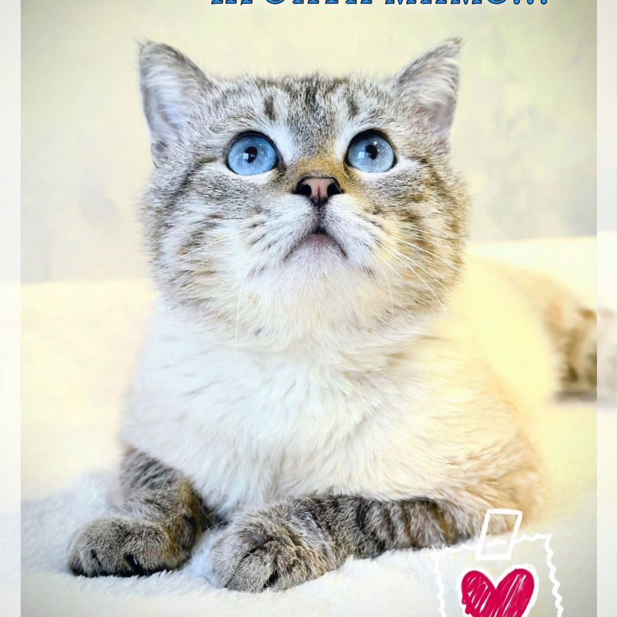 Котёнок в добрые руки