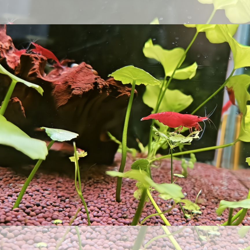 Креветки аквариумные кровавая мери