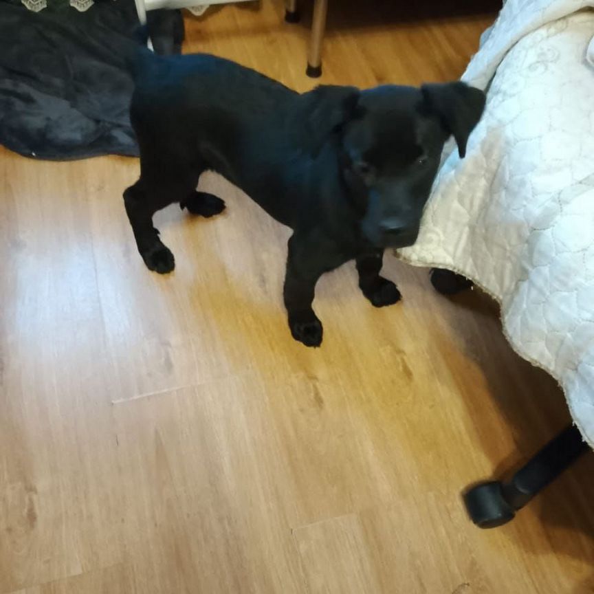 В добрые руки бесплатно