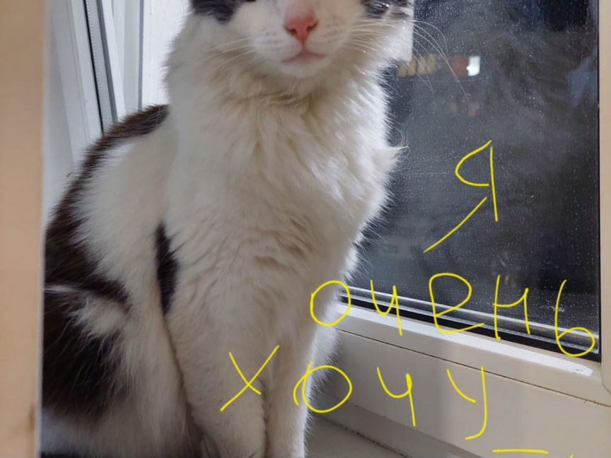 Кошка в дар бесплатно
