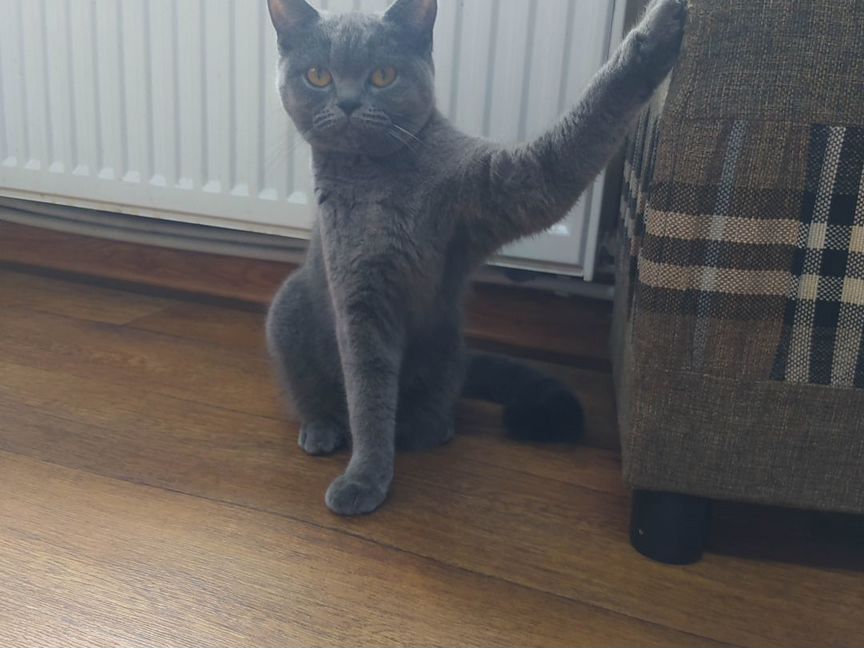 Отдам котенка,кошка,10 мес