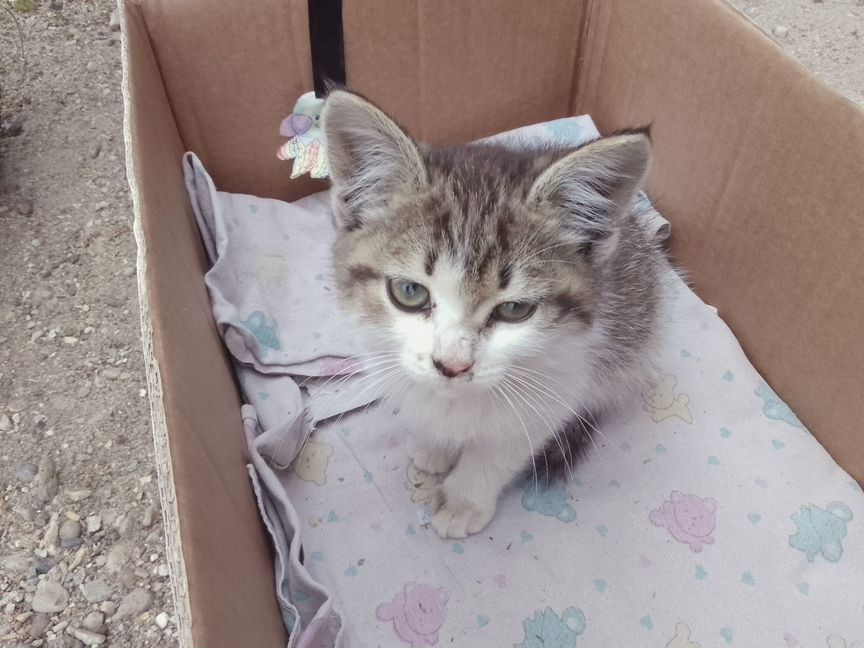 Котенок в добрые руки