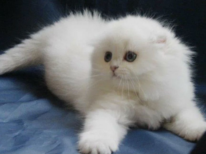 Шотландские вислоухие котята