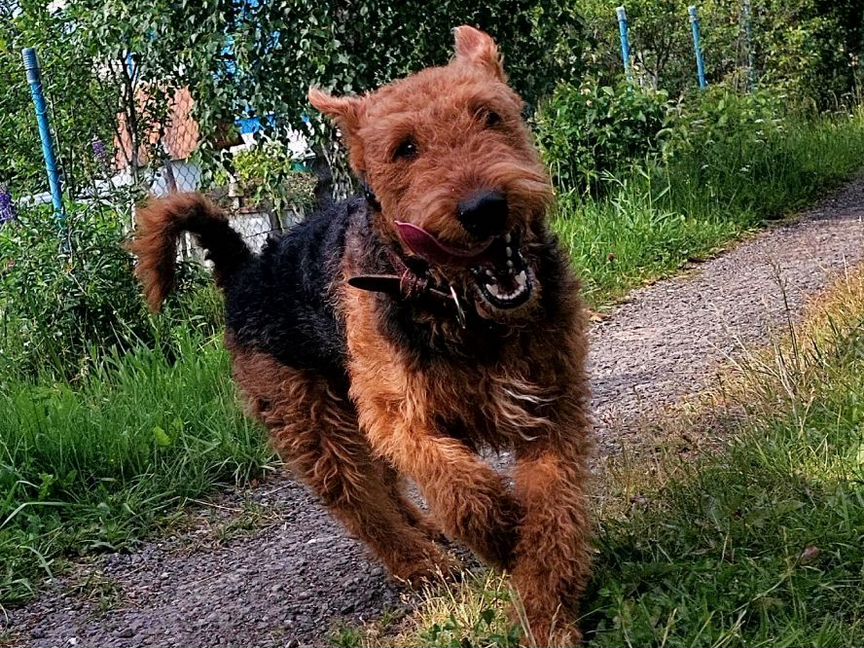 Эрдельтерьер для вязки