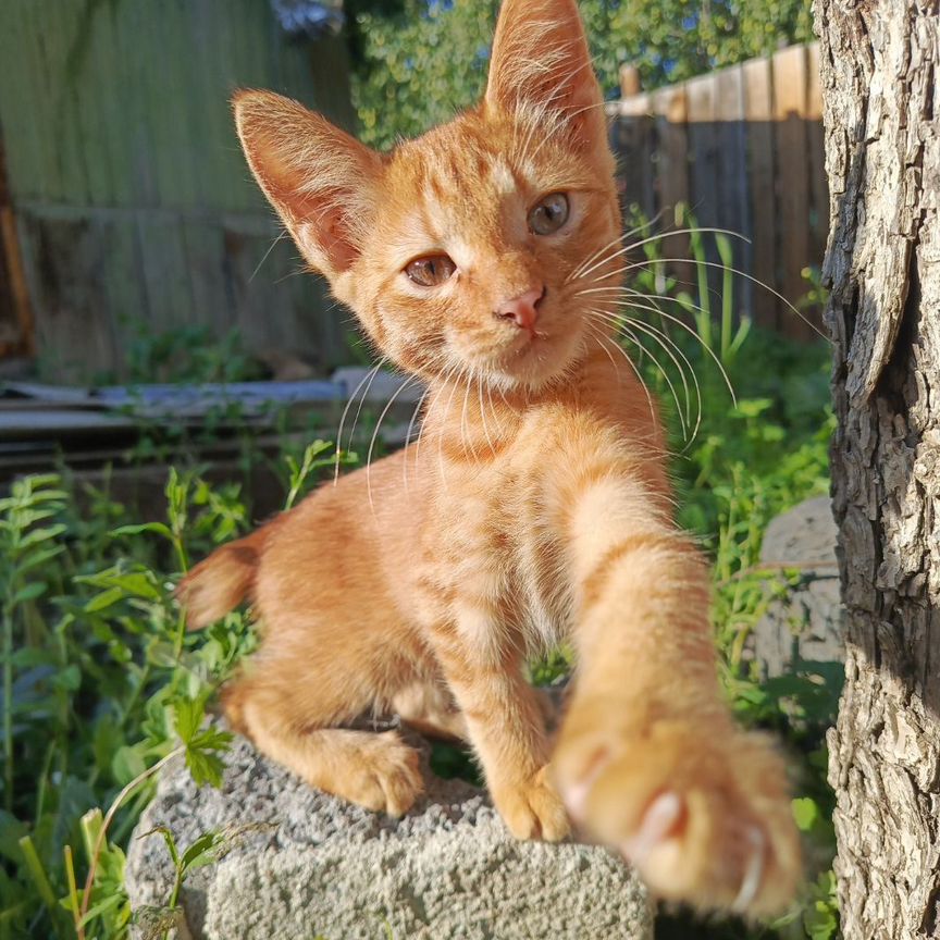 Котята и кошка
