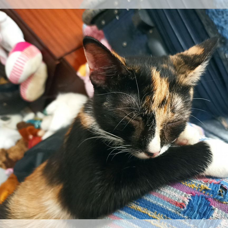 Трехцветная кошечка