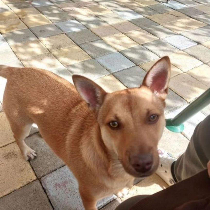 Пёс Чарли,дворняга