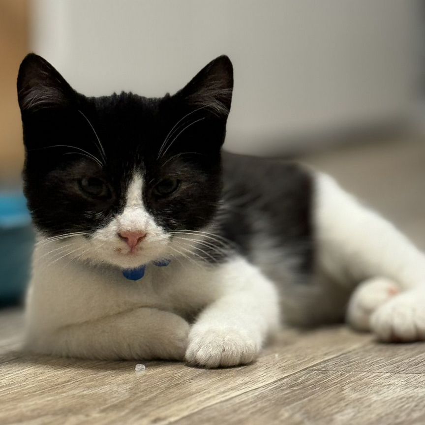 2 котенка в добрые руки