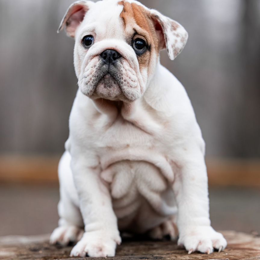 Английский бульдог, щенок