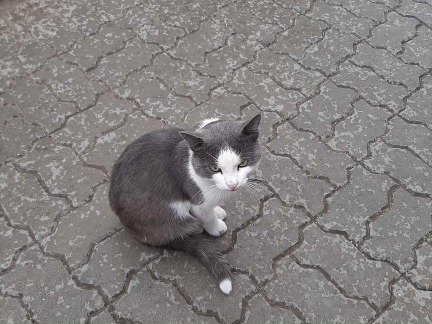 Несчастный котик ищет дом